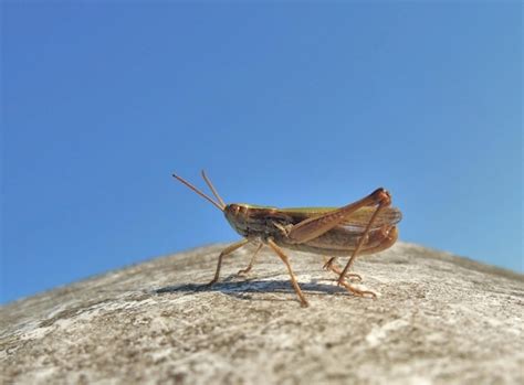 Premium Photo Grasshopper In Blue Sky