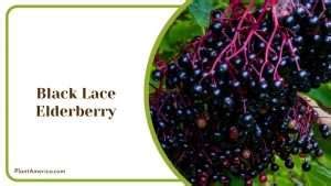 Trees With Black Leaves Magical And Mysterious Selections Plant America