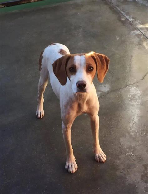 Candy Pointer Rescue Service