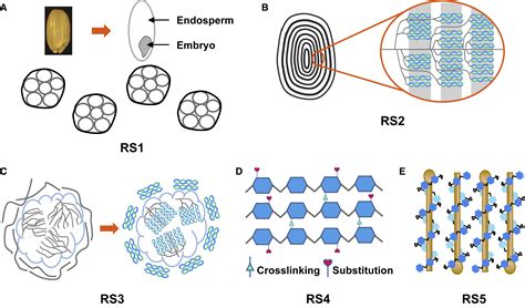 Resistant Starch Formation In Rice Genetic Regulation And Beyond Plant Communications