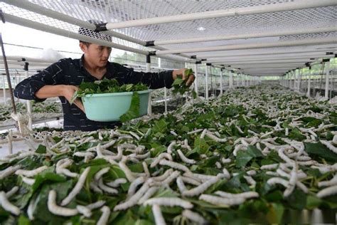 破茧重生四川仪陇桑蚕产业大有可为 蚕桑