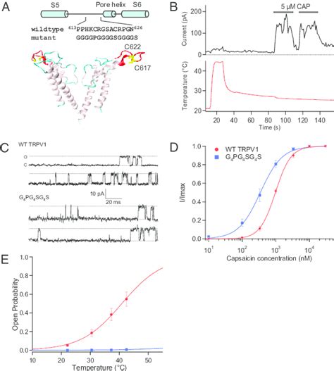 Replacement Of The Pore Turret Sequence Eliminates Download