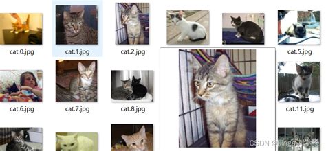 第4例 基于卷积神经网络vgg的猫狗图像识别猫狗识别论文 Csdn博客