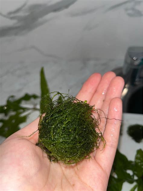 Aquarium Plants Java Fern Moss Ball Anubias Aquarium Ornaments