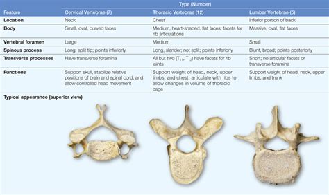 Cervical Thoracic And Lumbar Vertebrae