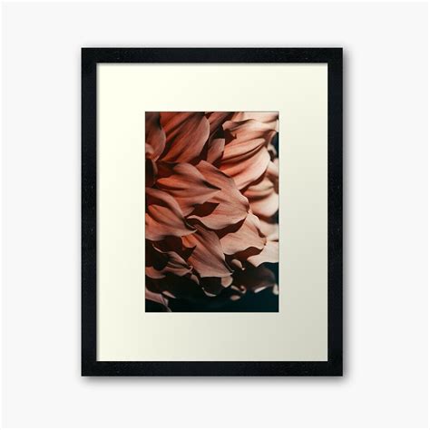 Queen Frame Dahlia Flower Drama Queens Timber Frame Off Colour