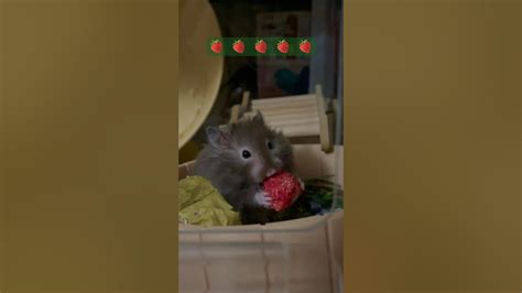 딸기먹는 햄스터 햄스터 햄찌 골든햄스터 Hamster 딸기 Youtube