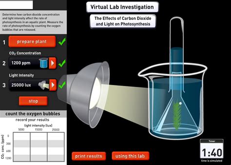 Light Intensity Photosynthesis Simulation