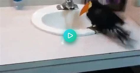 Toucan More Like Toucant  On Imgur