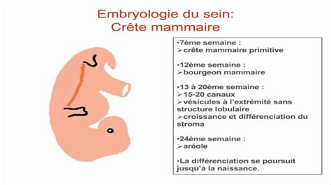 Le sein de lembryologie à lallaitement YouTube