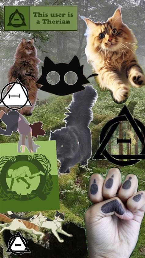 Cat Theiran Wallpaper Geschenke Ehe Teheran