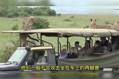 为什么狮子不攻击敞篷车内的两脚兽？这个视频告诉你答案
