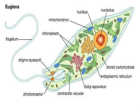 Classification Of Algae Pptx Biological Sciences Science