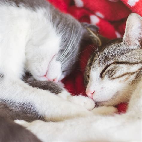 Are Cats Happier With Siblings Protectapet