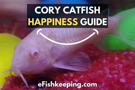 Will Different Types Of Cory Catfish Babe Together Explained EFishkeeping