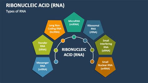 Ribonucleic Acid RNA PowerPoint And Google Slides Template PPT Slides