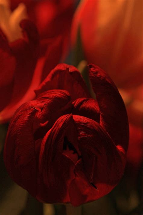 Tulip Red Flower Free Photo On Pixabay
