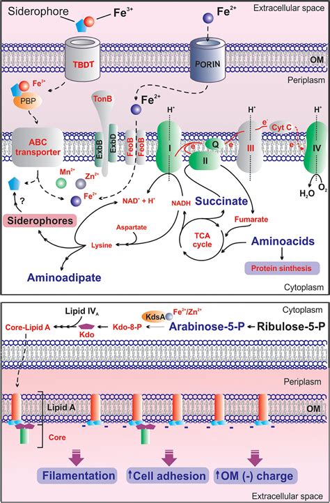Frontiers Mlir A Novel Merr Like Regulator Of Iron Homeostasis