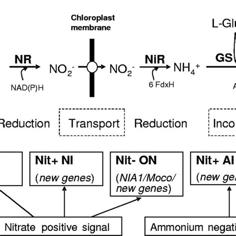 Nitrate Assimilation Pathway In Photosynthetic Eukaryotes A And Genes