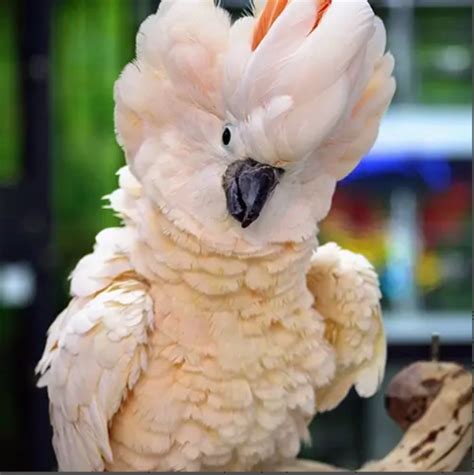 A Comprehensive Guide To Cockatoos Sale And Conures Parrots For Sale