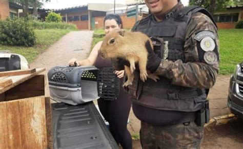 Batalhão Ambiental da Brigada Militar resgata animais silvestres de