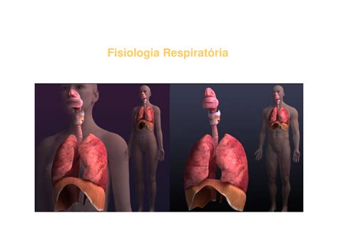 Sistema respiratório 13 FisiologiaFisiologia RespiratóriaRespiratória