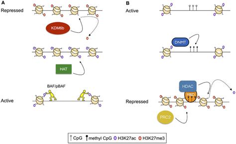 Examples Of Transcriptional Regulation Via Modulation Of Histone
