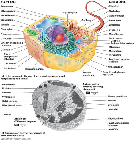 Eukaryotes And Their Origin