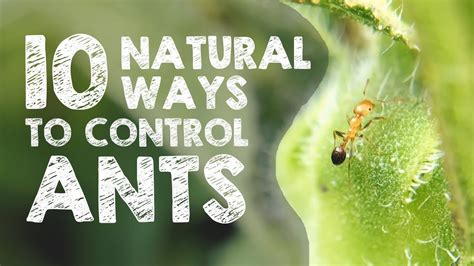 How To Get Rid Of Ants In Your Flower Garden Fasci Garden