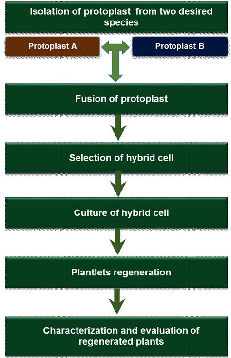 General Steps In Somatic Hybridization Download Scientific Diagram