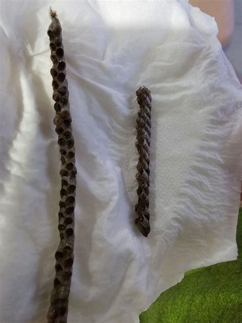 Unknown Bug Nest R Biology