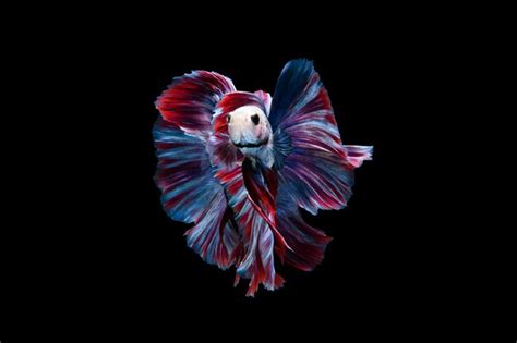 Betta Fisch Siamesischer Kampffisch Grizzle Rosetail Betta Betta