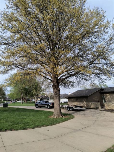 TREE LIFE TREE CARE Updated September 2025 Topeka Kansas Tree Services Phone Number Yelp