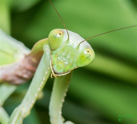 Rhombodera Megaera Giant Shield Mantis For Sale