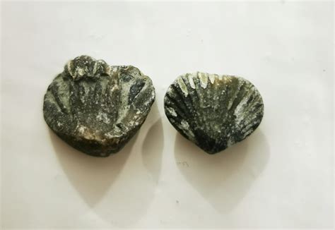 Tiny Fossilised Shells R Paleontology