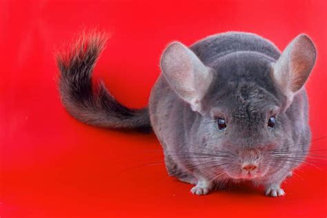 Violet Chinchillas Vital Facts Prices Options And More