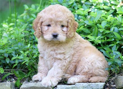 Cockapoo Puppies For Sale Keystone Puppies