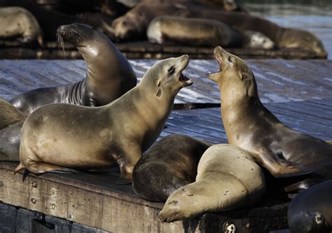 2 Rare Sea Lion Attacks Shut Down Cove In San Francisco Bay