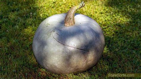 Bela Bundeva Seme Bele Bundeve Autohtoni Dulek