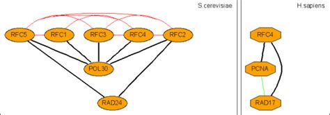 Representative C Cons The Complex Of Replication Factor C Rfc Download Scientific Diagram