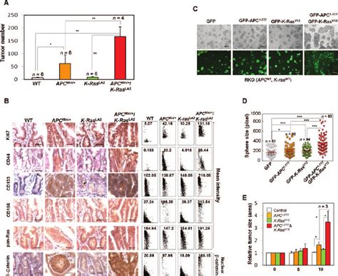 Primary Mutation Of Apc Is Required For Oncogenic K Ras To Activate
