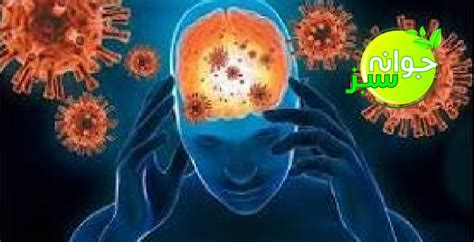 غذاهایی که التهاب مغز را کاهش می دهند آموزشگاه جوانه سبز