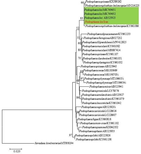 A Minimum Evolution Tree Based On Its Rdna Sequences For 34 Taxa Of