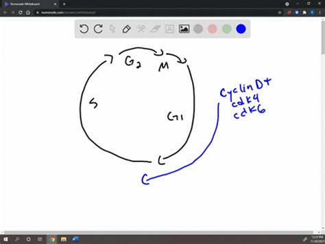 SOLVED It Was Noted On Page 549 That Centrosome Duplication And DNA