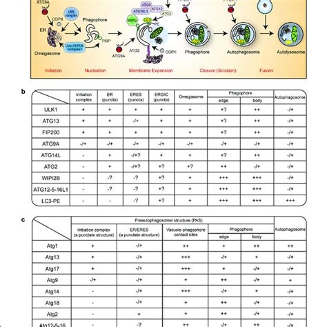 The Class Iii Pi3k Complex I Pi3kc3 C1 Synthesizes Pi3p At The Download Scientific Diagram