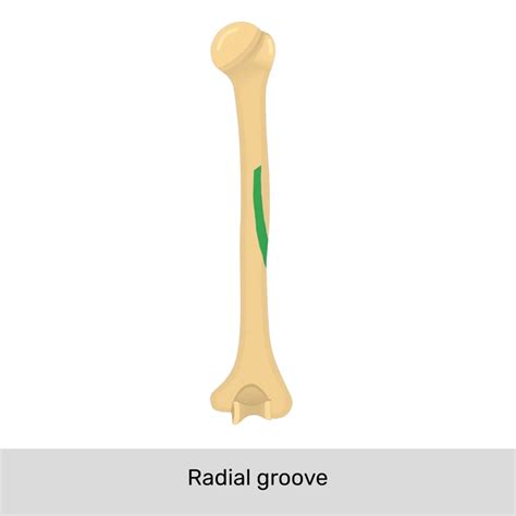 10 Humerus Diagram Labeled Hadaircrystal