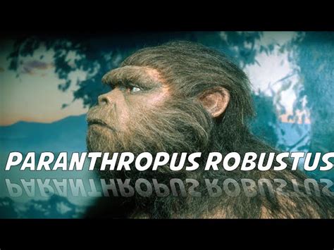 Australopithecus Robustus Body