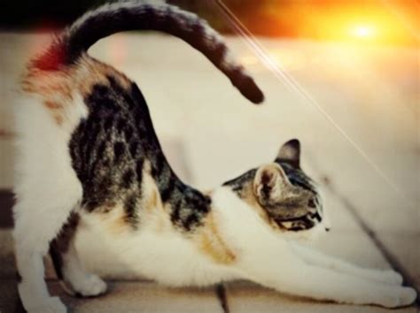 Почему кошка часто поднимает зад когда ее гладишь по спине Кошка Ru Дзен