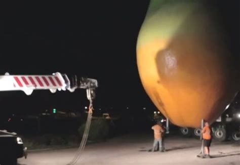 Nandos Behind The Mystery Of The Disappearing Big Mango In Queensland