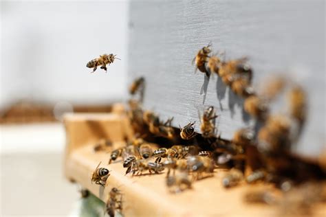 Bee Sting Reactions Understanding And Managing Symptoms Beekeeper Corner